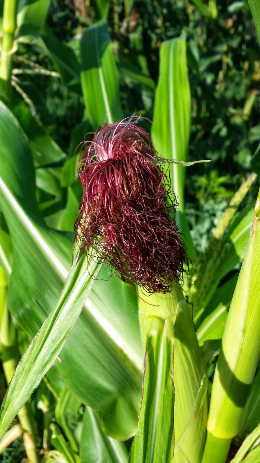 Our Garden- during the peak of growing season (Post 2 of 3) | From Chic ...