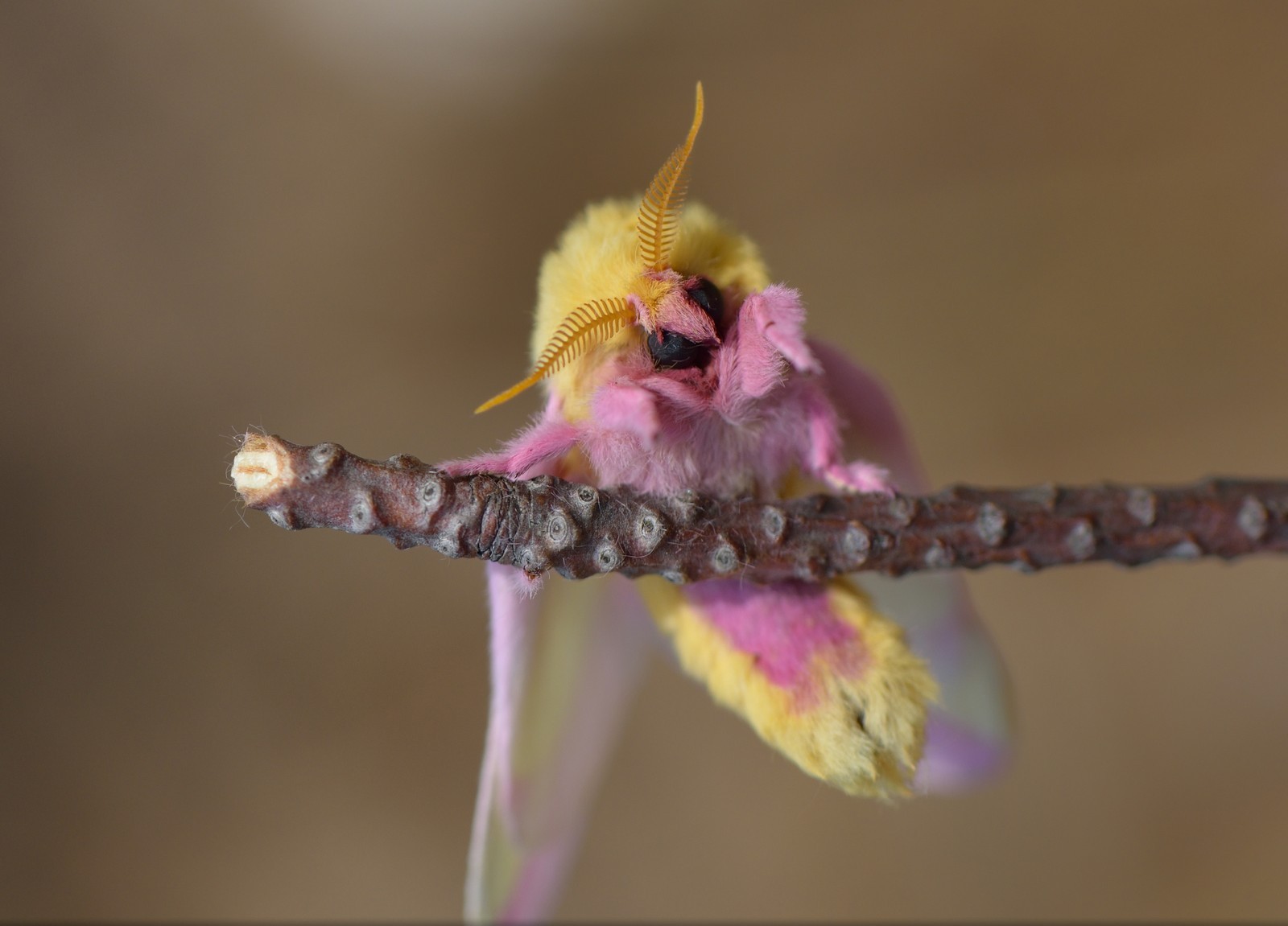 VENEZUELAN POODLE MOTH photos - wallpapers (ανανεωμένο) | the fun bank