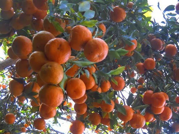 Dooars Ecoviillege: Enjoy Winter Vacation at Sitong A Offbeat ...