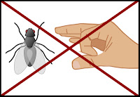 Today I Learned...: There is a technique to killing flies.