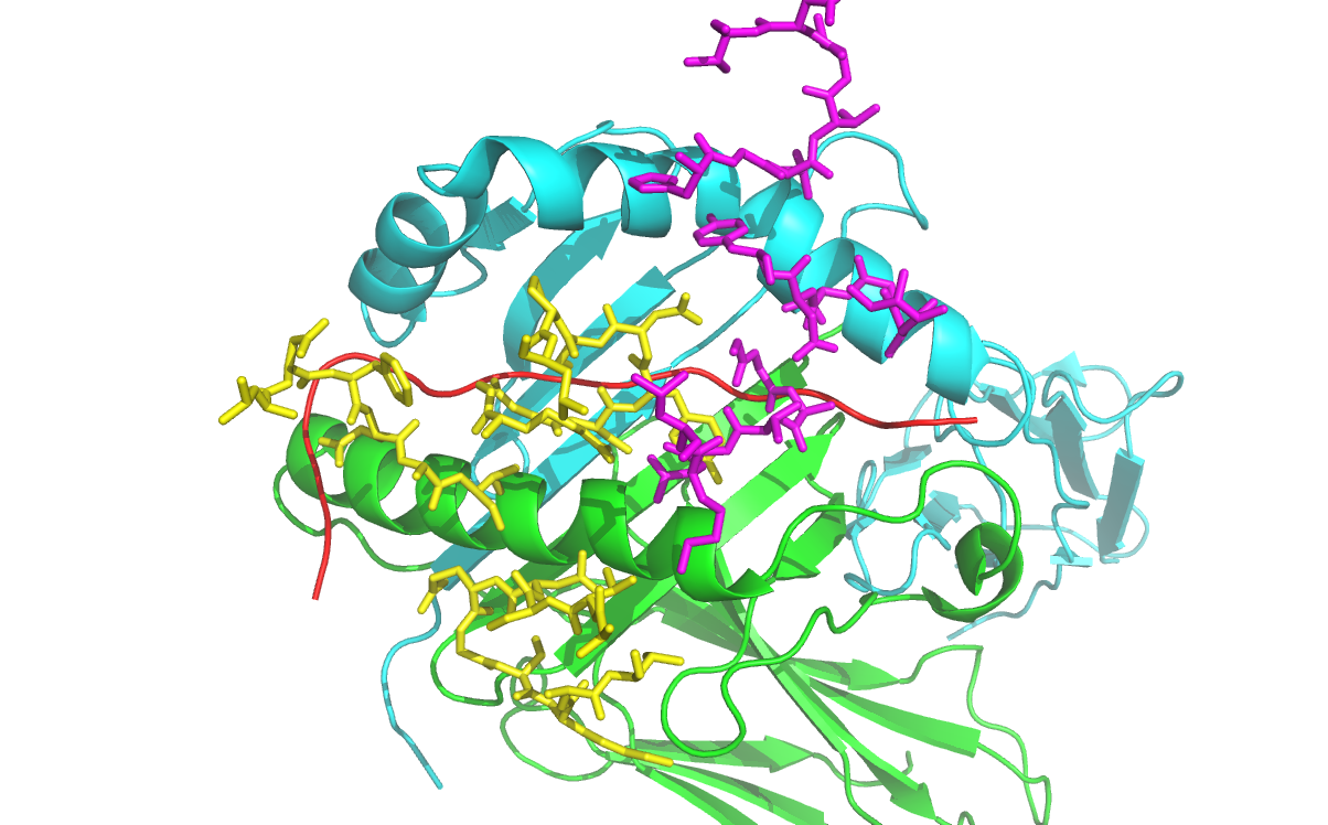Crystal structure of a complete ternary complex of T-cell receptor ...