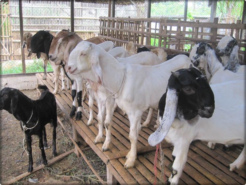 3 kambing lokal asal indonesia - Elinotes review