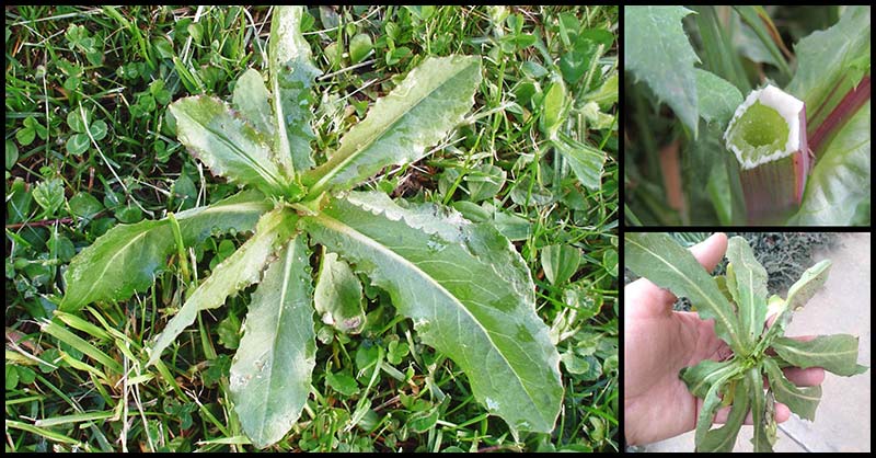 Wild Lettuce: A Weed With Pain-Relieving Effects As Strong As Opium ...