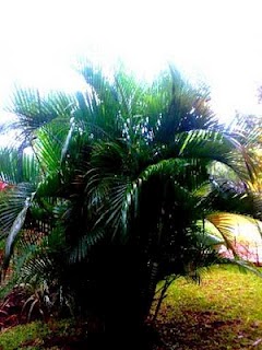 Pohon Palem Ciri-cirinya Dan Jenis-jenis pohon Palem