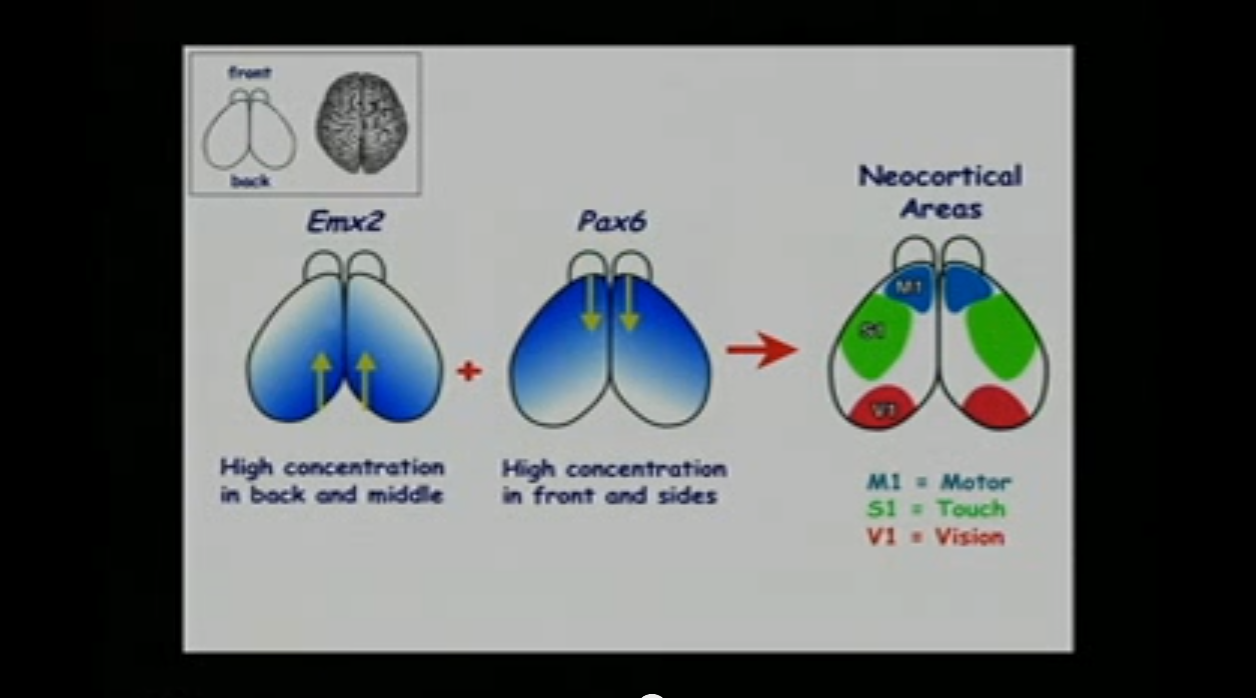 HumanAntiGravitySuit: Interlude: The non-monolithic brain: "You don't ...