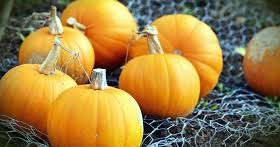 PROXECTO CIENCIA ACTIVA : A cabaza e a súas propiedades!