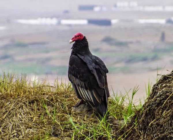 Aves de Arequipa y el Peru by Robert Rodriguez: Cathartes aura