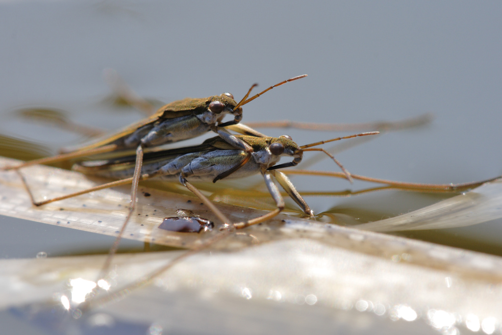 Springfield Plateau: Water Striders