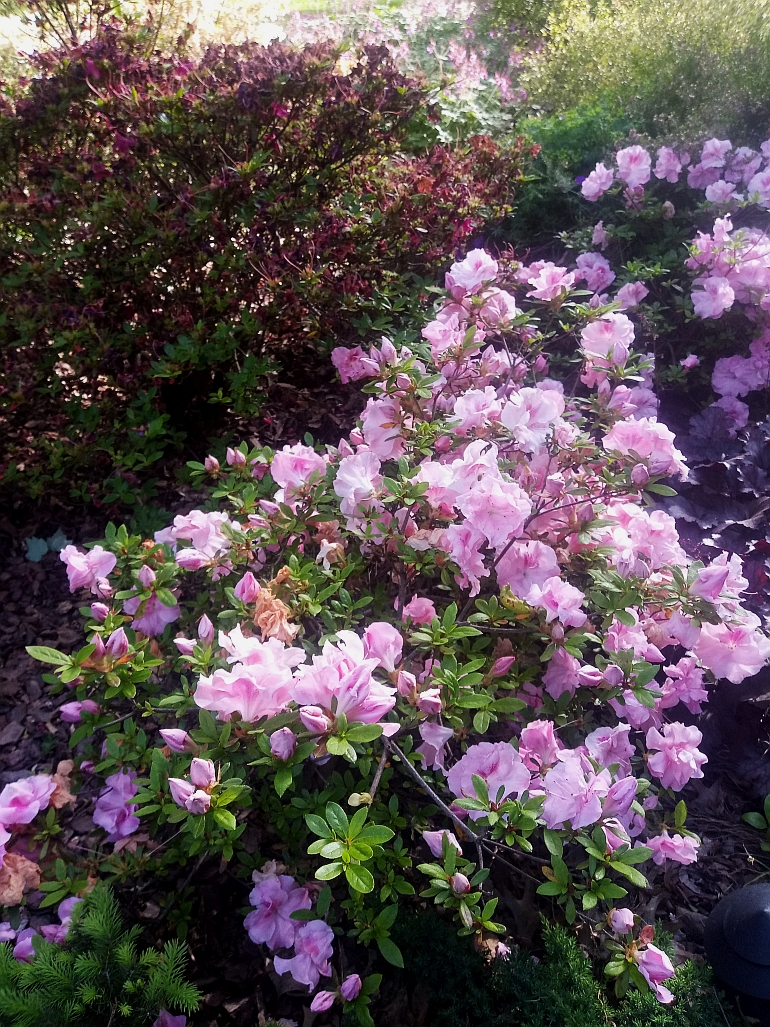 Future Plants by Randy Stewart: Azaleas -Evergreen Hybrids