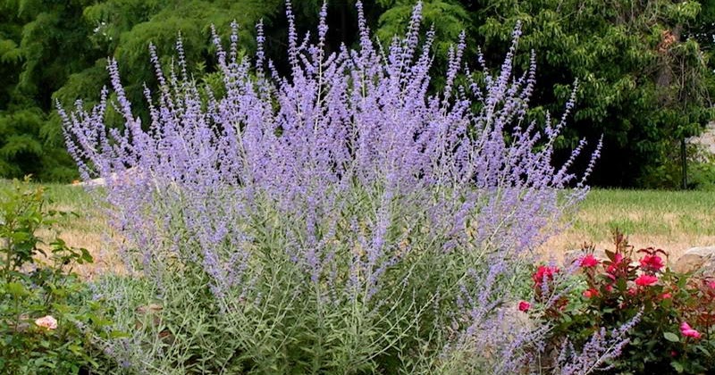 Adaçayı Nedir? Faydaları Nelerdir?