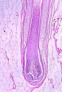 Blog Mahasiswa: Integumentum Histologi Part 3 (Apendiks Kulit)