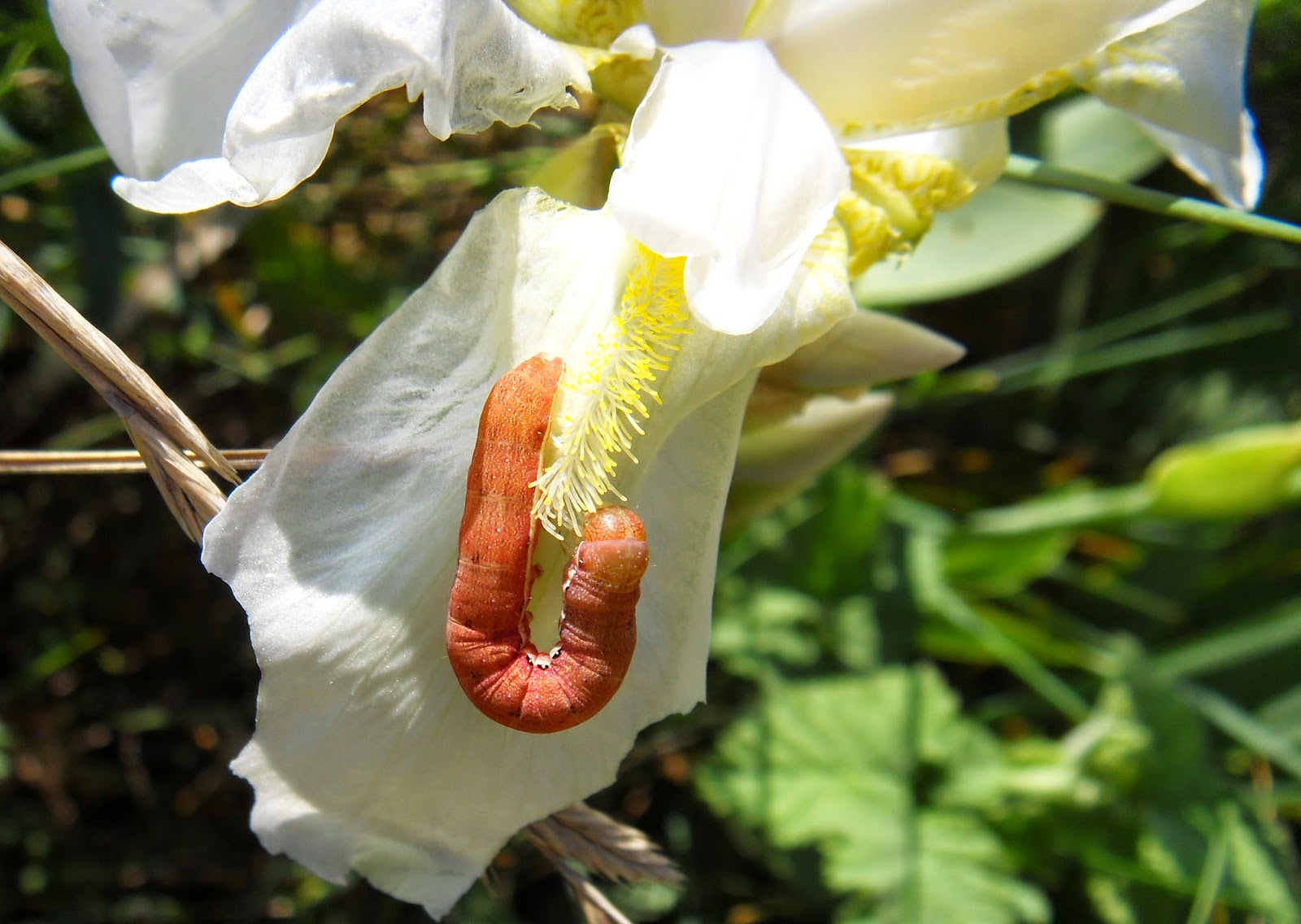 Anne MOREAU: Chenille rose - Pour Thaïsse