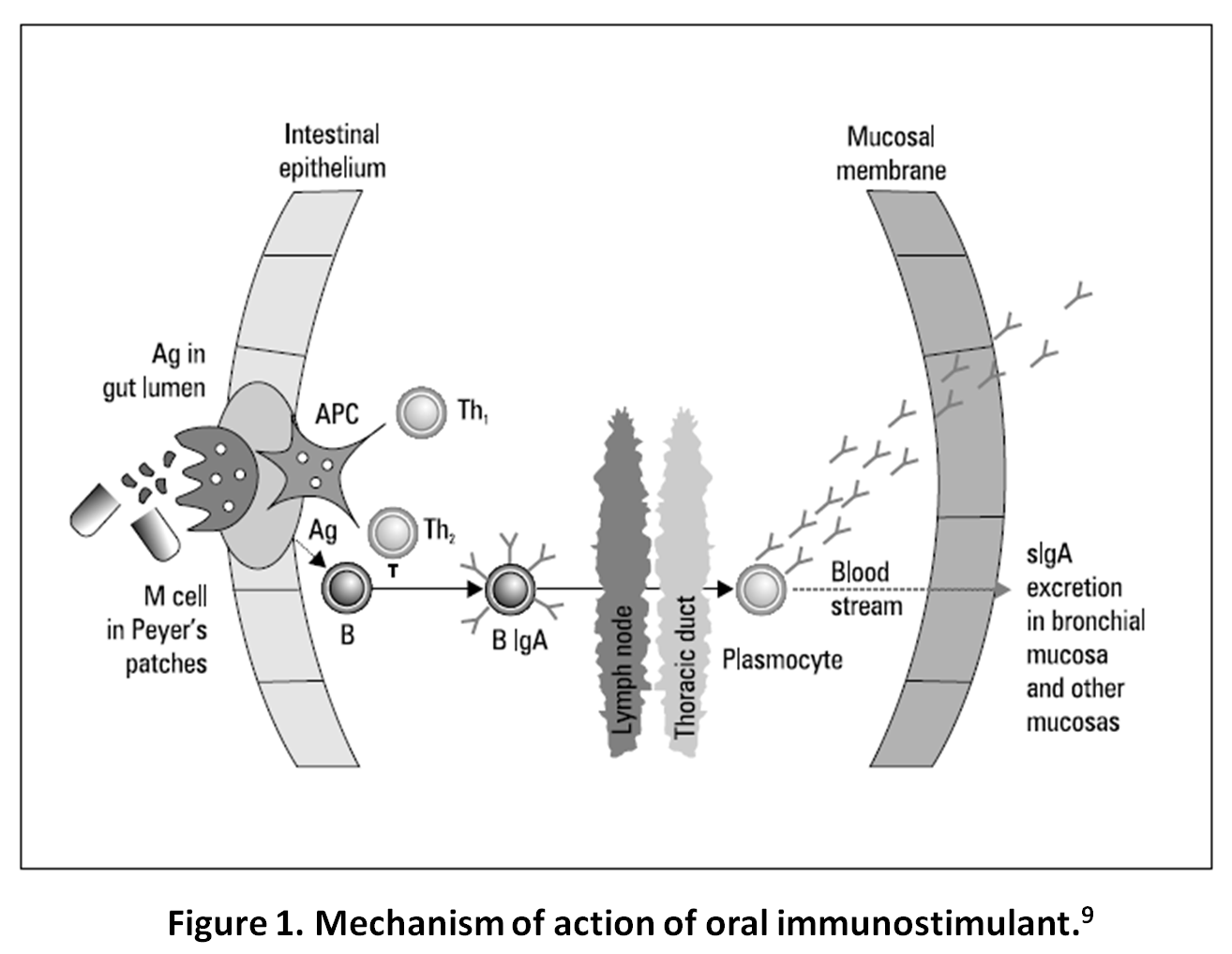 Immunoblog class 2014: Immunostimulants