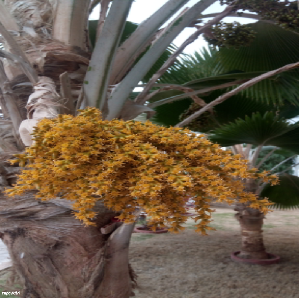 FLOWERS: DATES TREE FLOWER - பேரிச்சை மர பூ