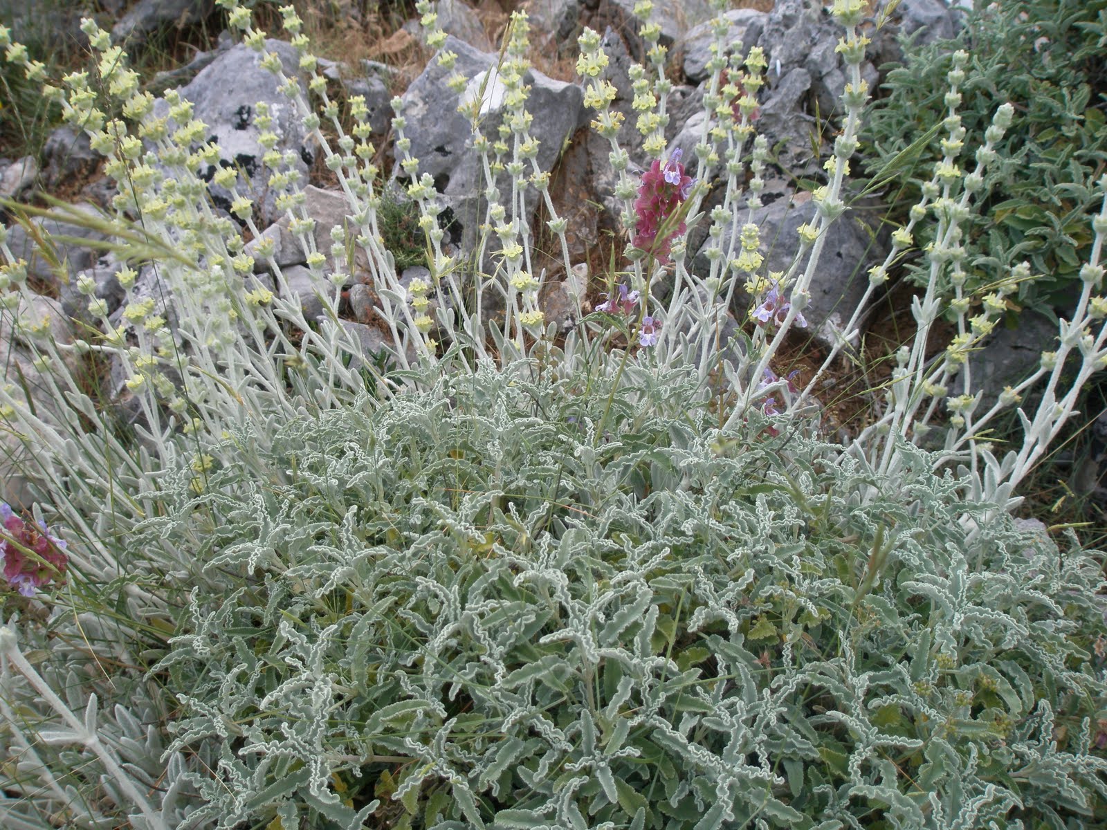 Wild Herbs of Crete: Cretan mountain tea, Malotira
