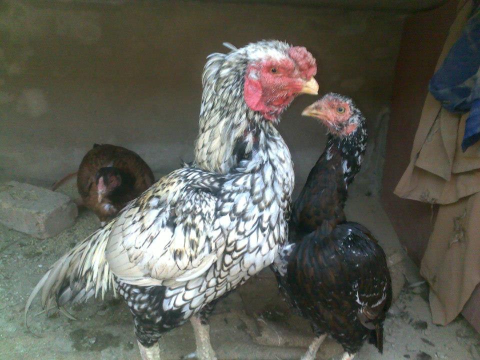 ASEEL FIGHTER PHOTOS - ASEEL FIGHTER PHOTOS