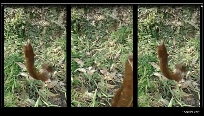 Galeri Pertanian / Perkebunan / Perikanan: Ikan Limbat dan Ciri-Cirinya