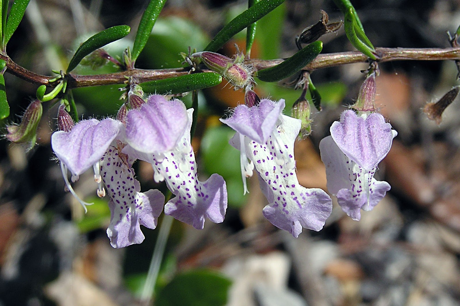 Space Coast Wildflowers: Wildflower Photos for Possible Use in a New ...