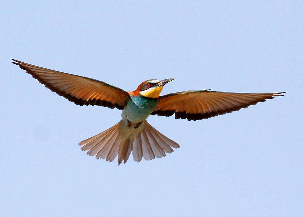 Richard Smith - Birdwatching Days Out: ROMANIA, Sinoe, Constanta, Part ...