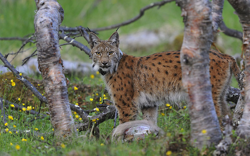 Torbjorn Martinsen: Gaupe i Finnmark og Larvik