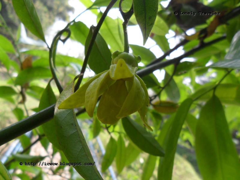 Kathali Chapa Ful - Artabotrys hexapetalus