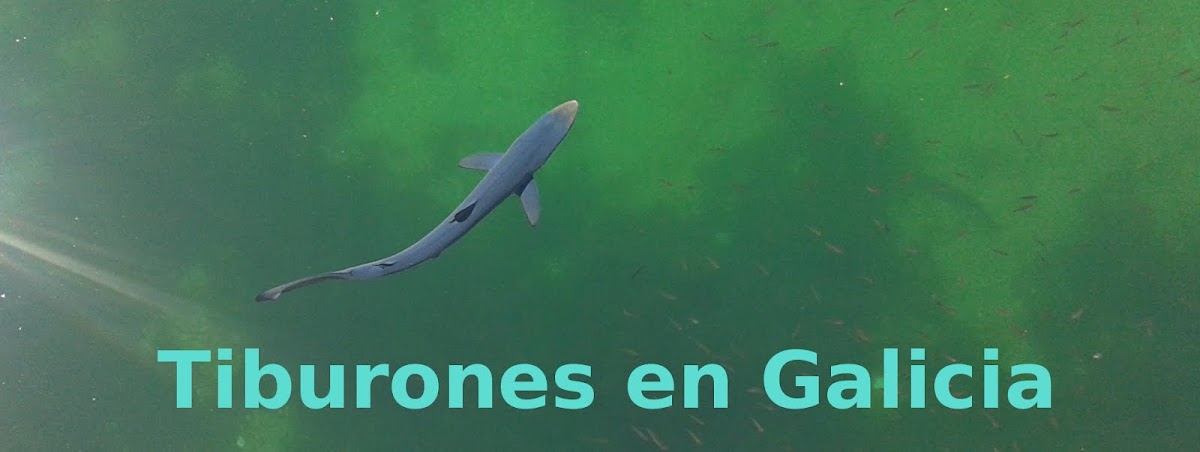 Tiburones en Galicia: Claves de los Squaliformes