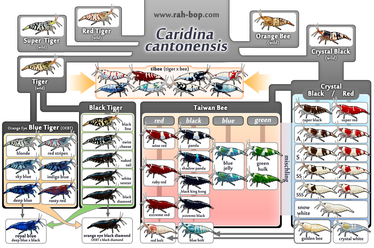 ebiGarden: Caridina cantonensis Family Tree