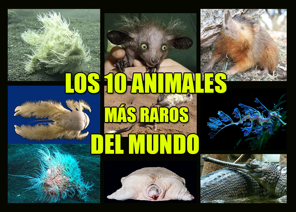 LOS 10 ANIMALES MÁS RAROS DEL MUNDO PAG1 - UN CLICK