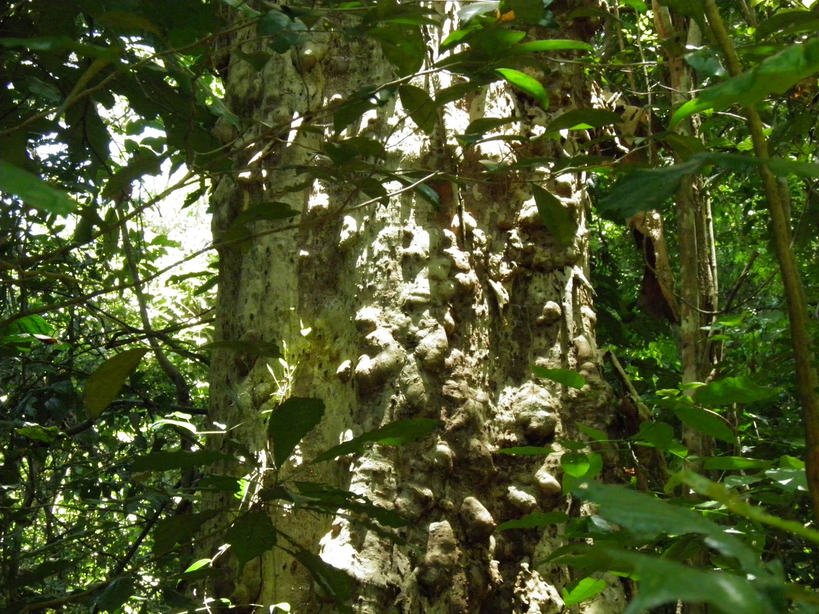 noel autor: A Taste of Nature at Initao-Libertad Protected Landscape ...