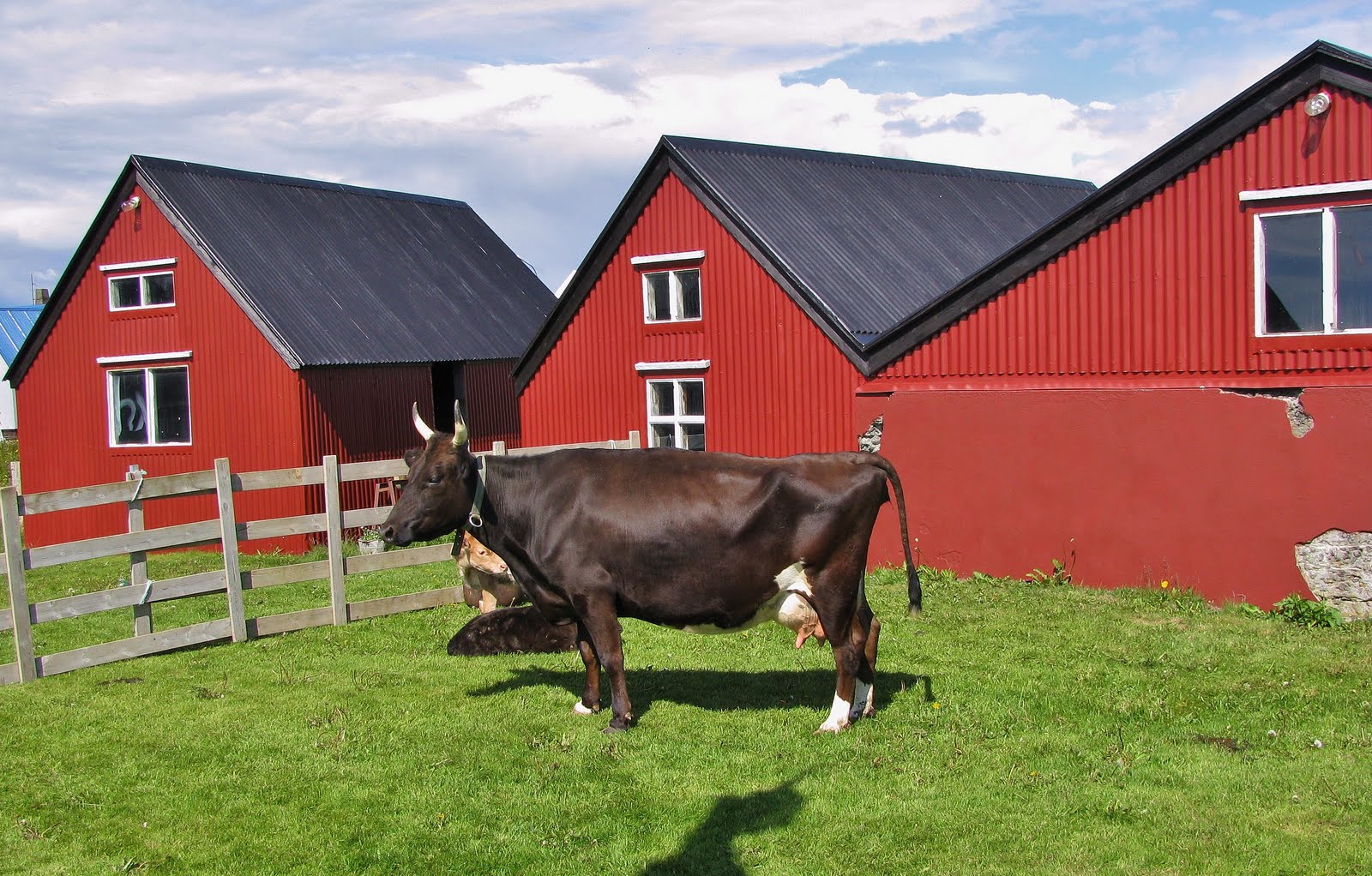 EYRARBAKKI TIMES: Icelandic cow
