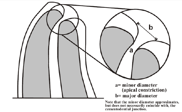 Methods for Calculation of Working Length - Endodontics and Oral ...
