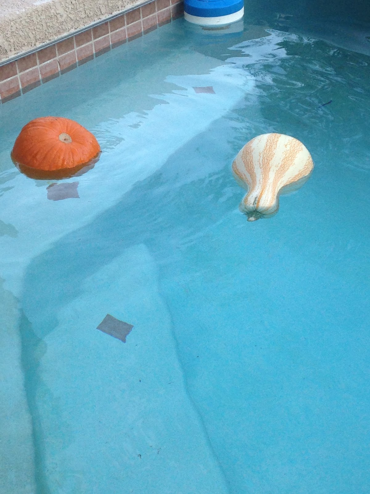 Scissors and Crayons: Pumpkins: Sink or Float