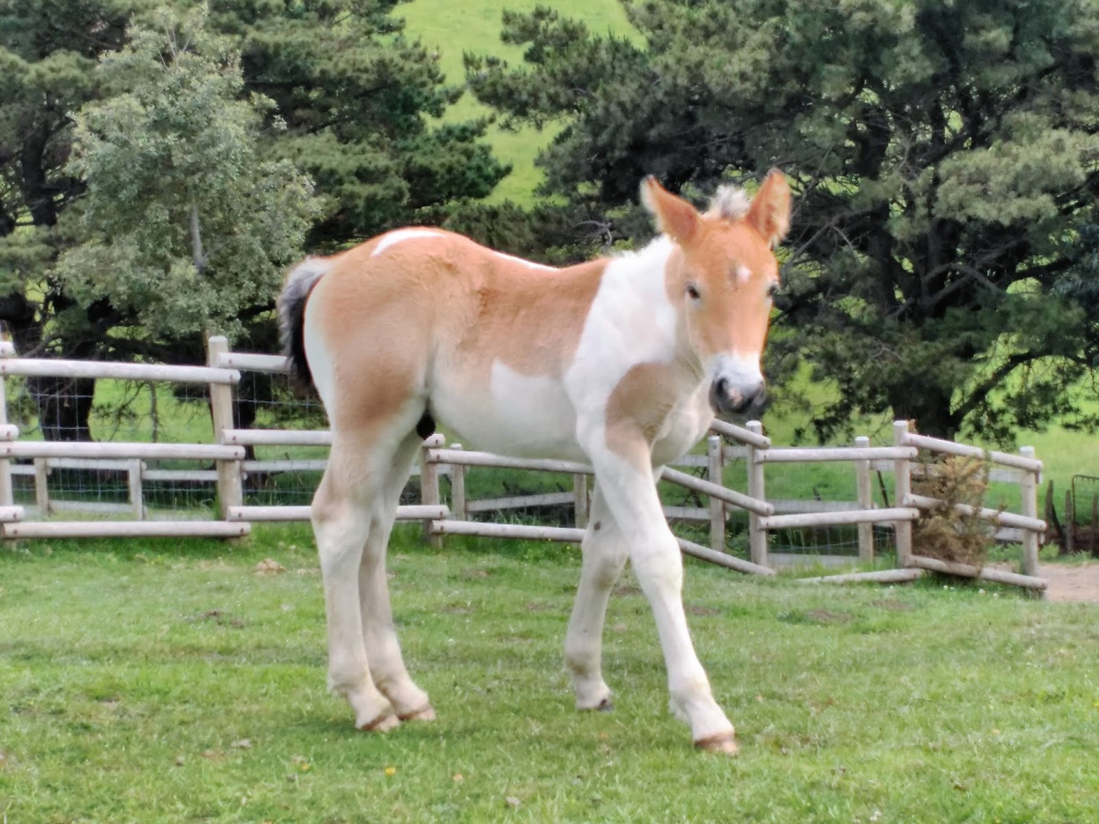 MineralesDB: Ruta por la Arboleda 2