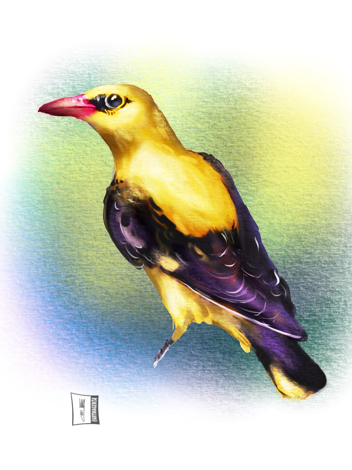 Birds: Golden Oriole
