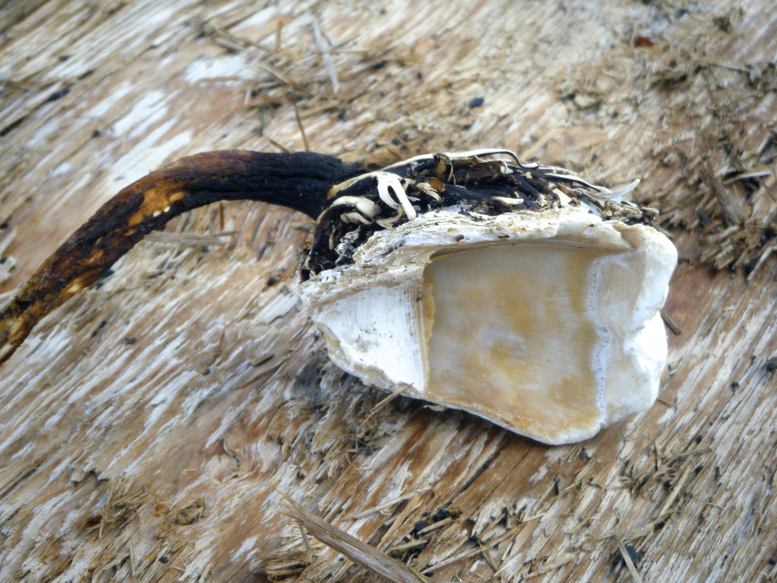 Living in Kodiak: Kodiak snakes