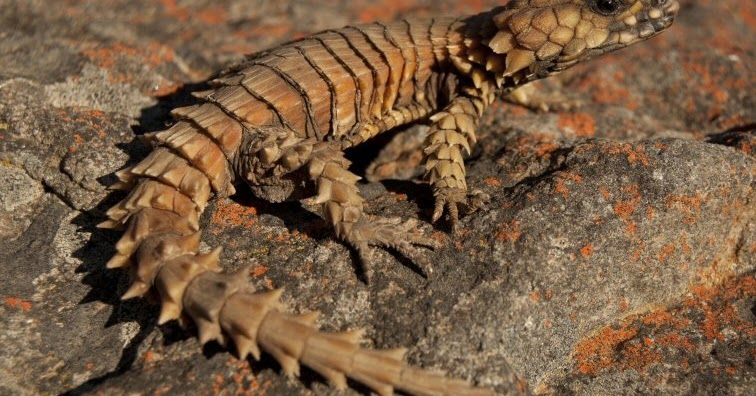 Can you have an armadillo lizard as a pet - buffalofer