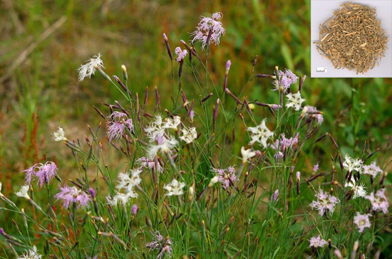 Pink (Qumai)-Dianthus superbus-Dianthus chinensis-Herba dianthi
