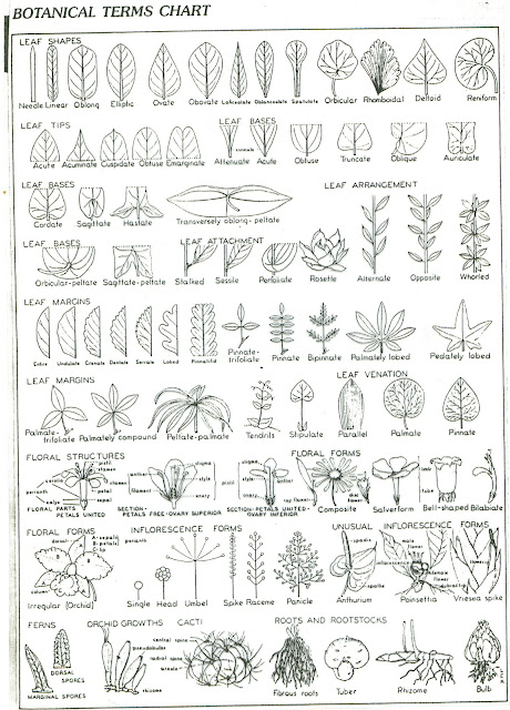 AgriHunt: Botanical leaf shapes