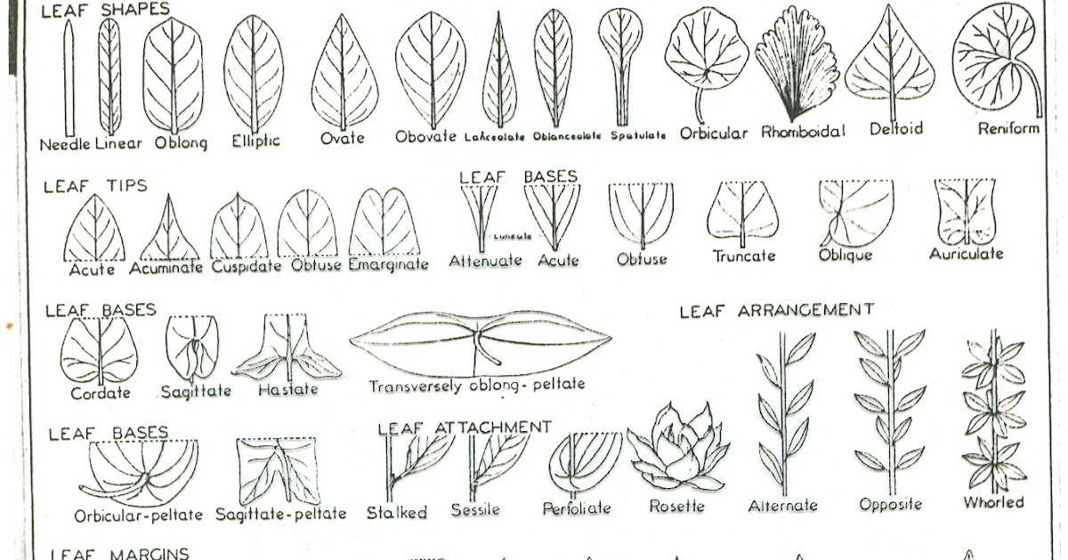 agrihunt-botanical-leaf-shapes