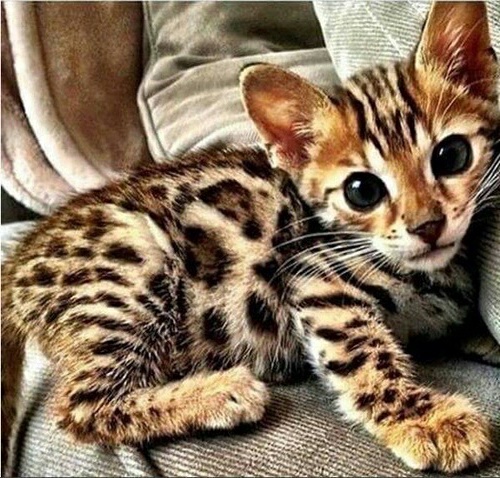 Gambar Kucing Imut dan Lucu | Kumpulan Gambar