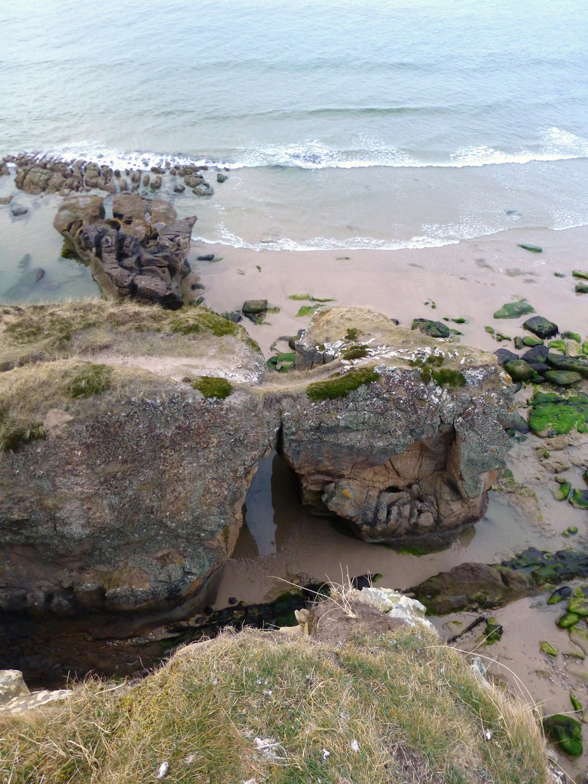 Big Gorse Bush: April in Hopeman