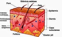 blog 3º y 4º EBO Secundaria 2013 2014: La piel