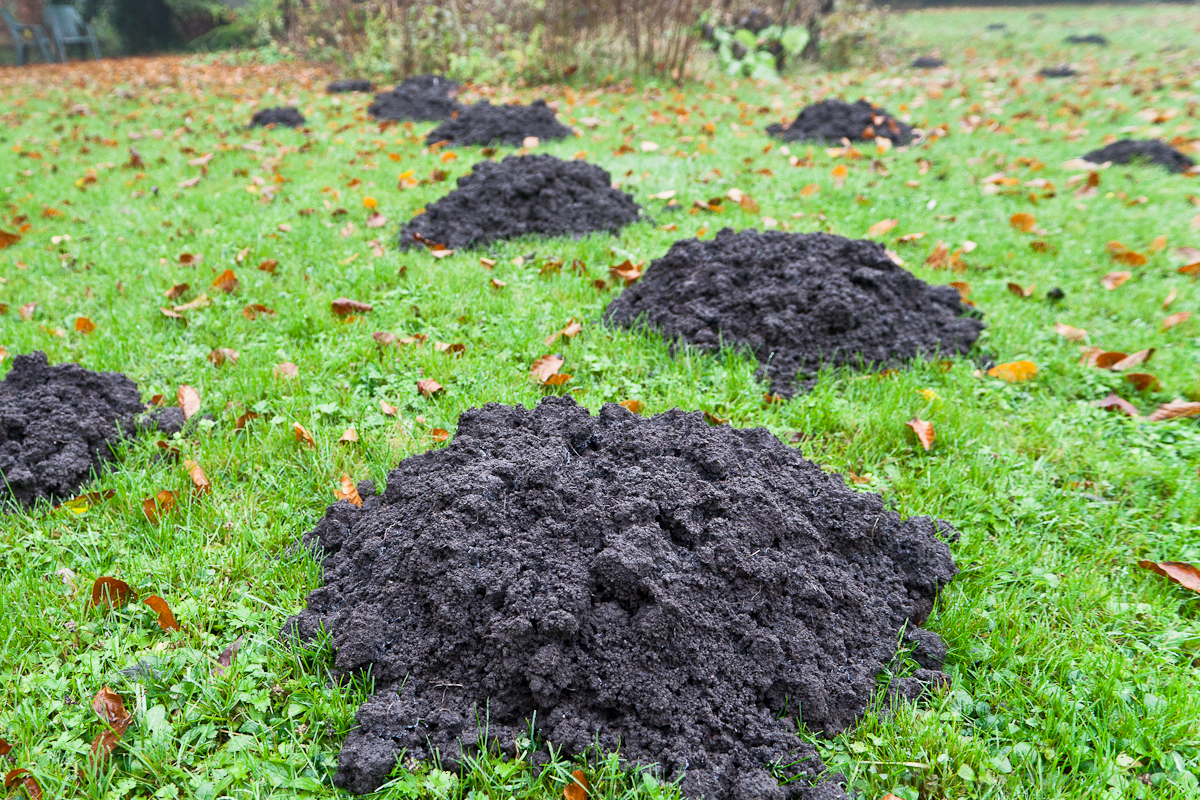 Buiten Wonen: Mollen