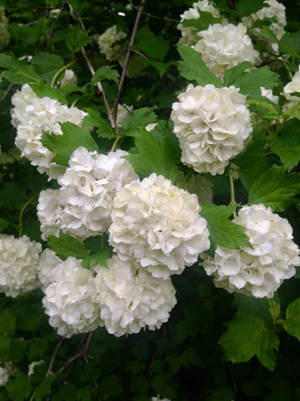 Amy's Creative Pursuits: My Early June Garden: The Peonies Are In Bloom!