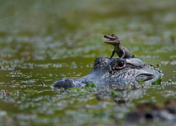 Animals who act "Like A Boss" ~ Hampix