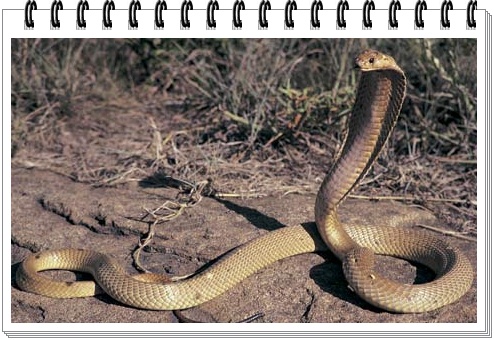 Witty Nity: King Cobra.... The Reptile Royalty