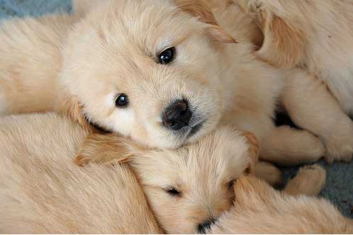 Anjing Golden Retriever