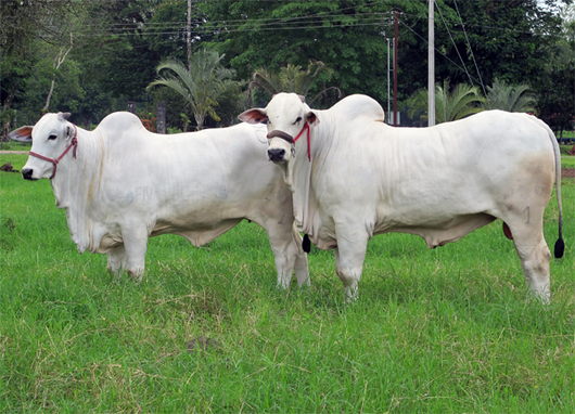 ASOCIACION ECOLOGISTA RIO MOCORETA: RAZA BOVINA NELORE