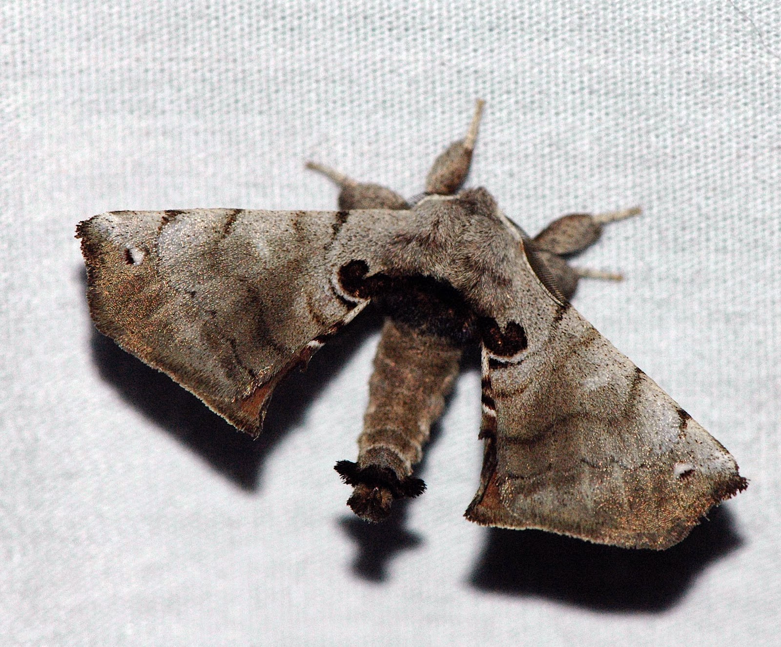 Field Biology in Southeastern Ohio: Mothapalooza II