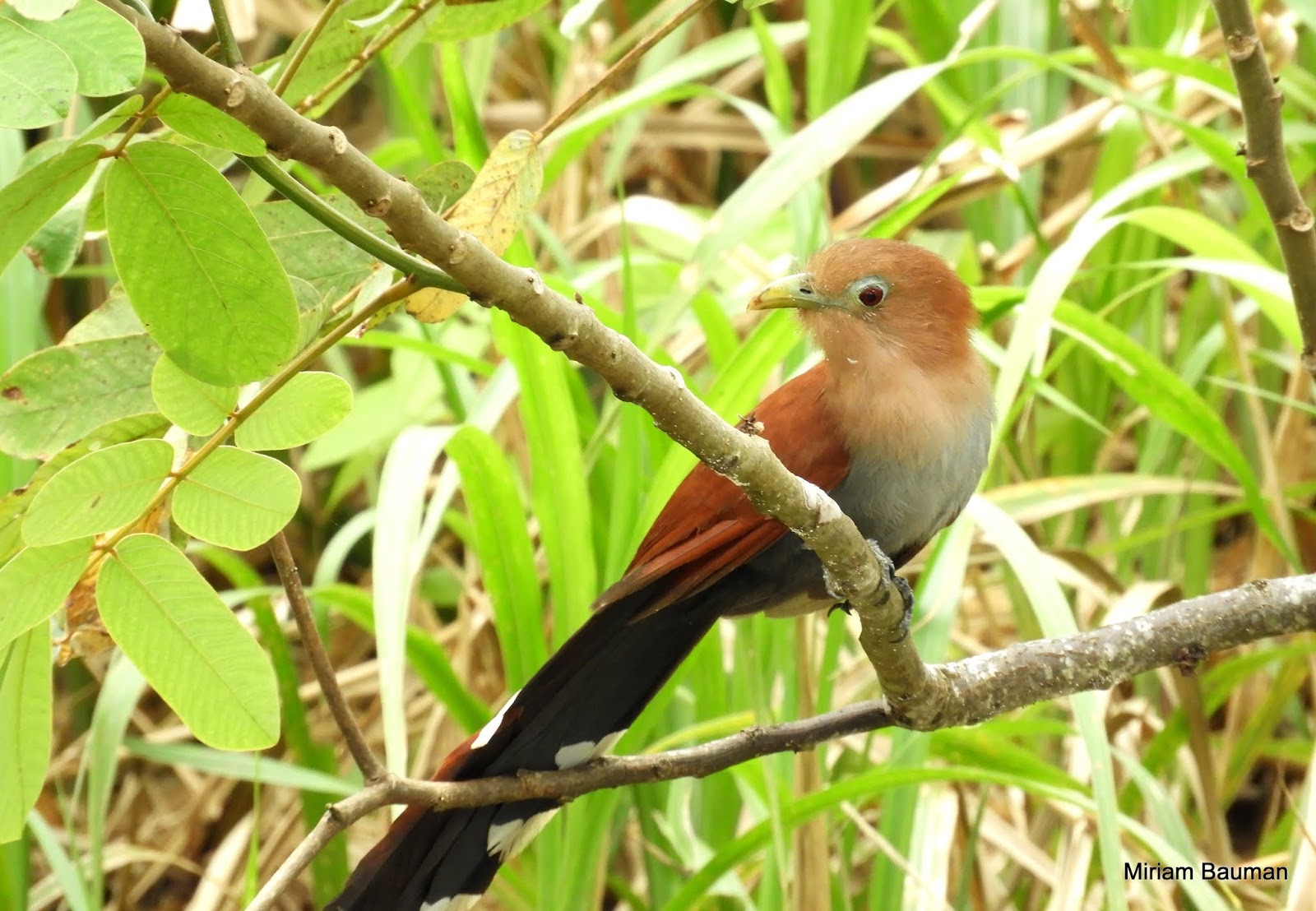 A Couple of Costa Rican Cuckoos - Travels With Birds